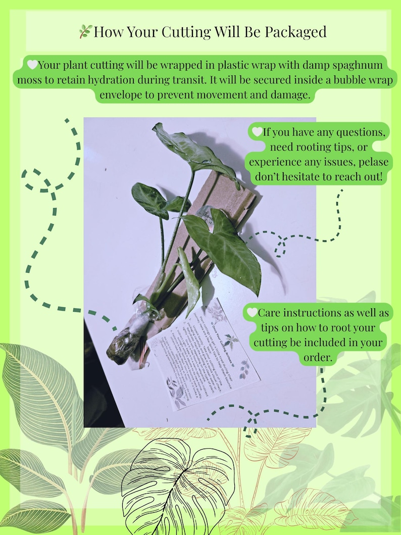 Epipremnum Albo - Rooted Plant Cuttings – Easy Propagation – Free ...