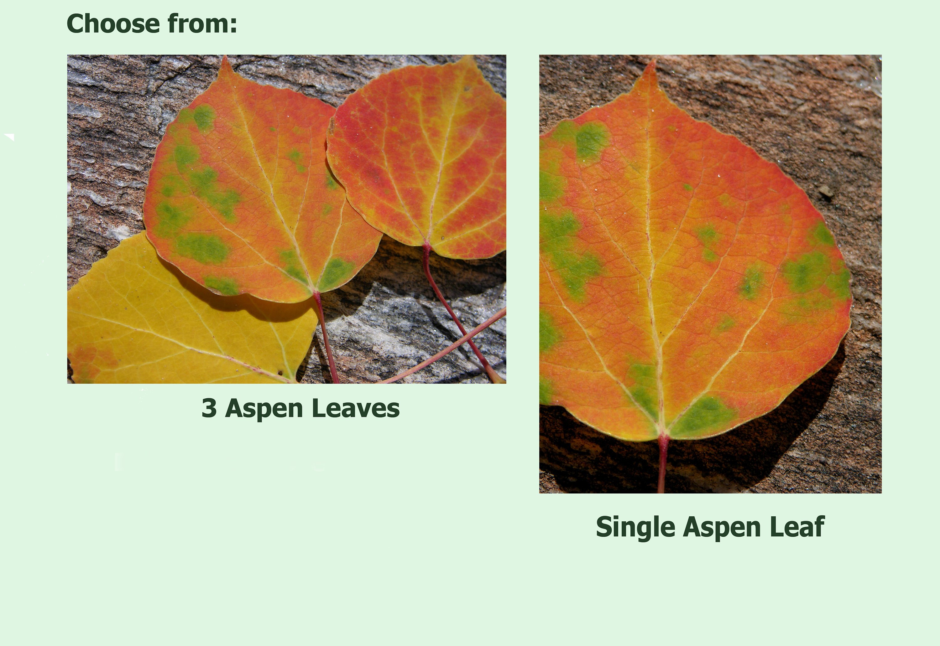 Colorful Aspen Leaf Photo Cards - Etsy