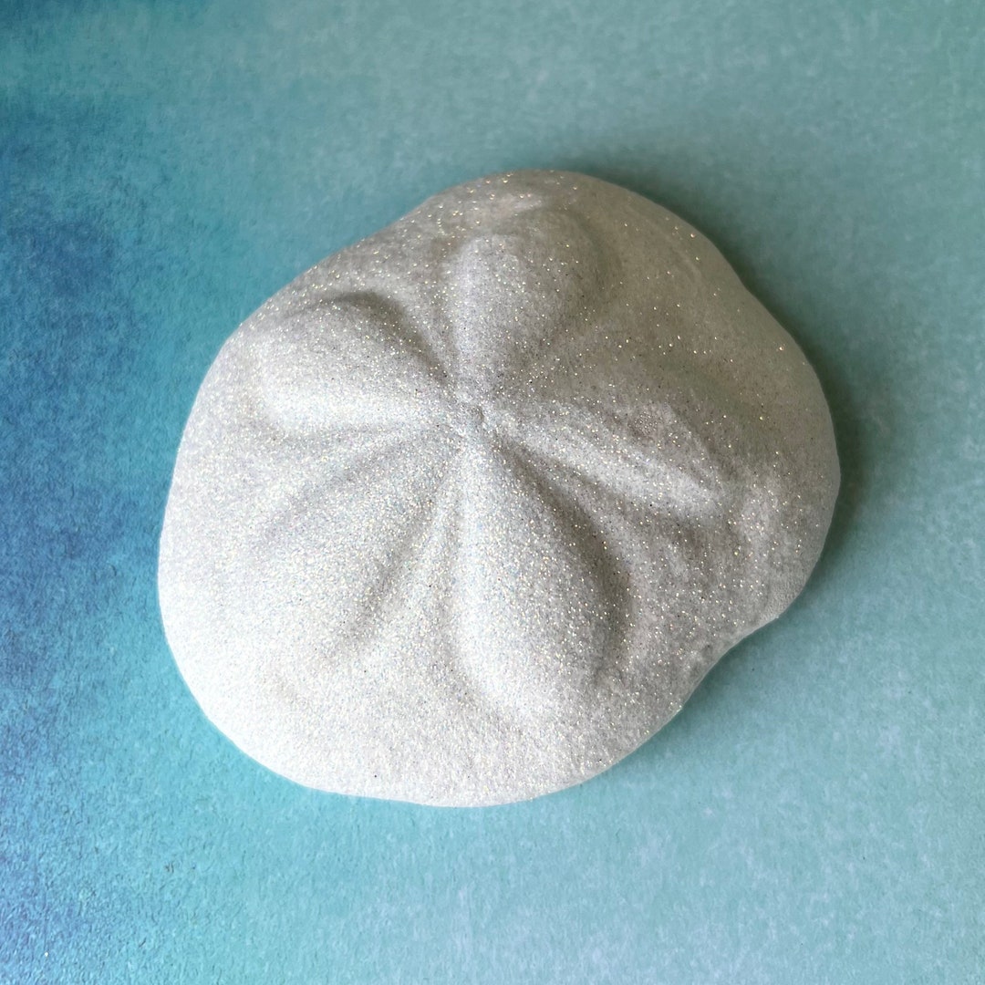 Sand Dollar Sea Shell, Sea Biscuit, Coastal Decor, Beach House Wedding ...