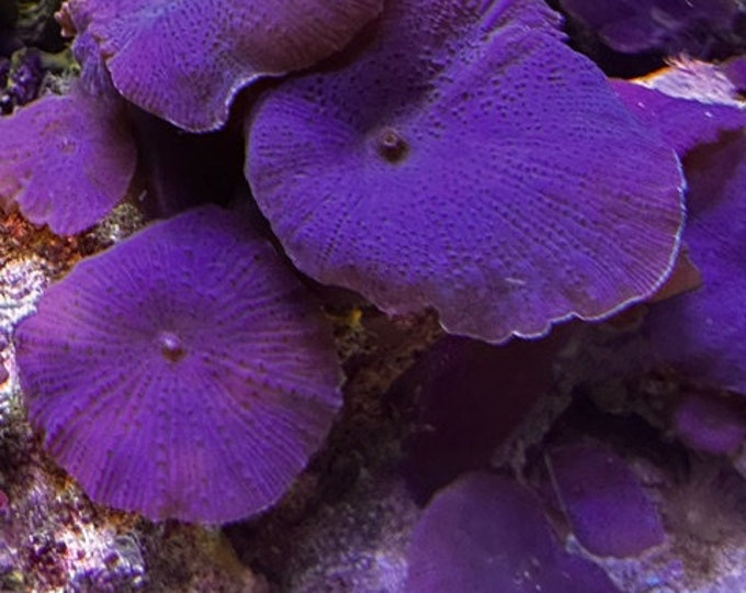 Purple Discosoma Mushroom Live Saltwater Coral - Etsy
