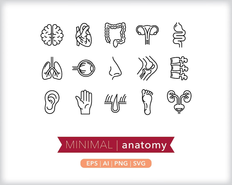 Anatomy Icons: Science Illustrations SVG, AI, PNG (digital Download) - Etsy