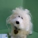 Havanese Felted Dog Sculpture/ornament...made to Order...please Check ...
