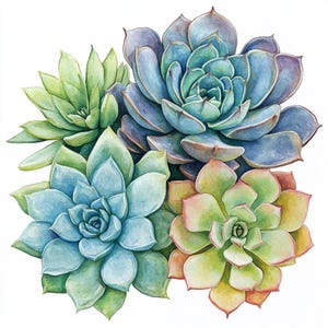 14 Watercolor Succulent - Botanical Illustrations , 14 High-quality ...
