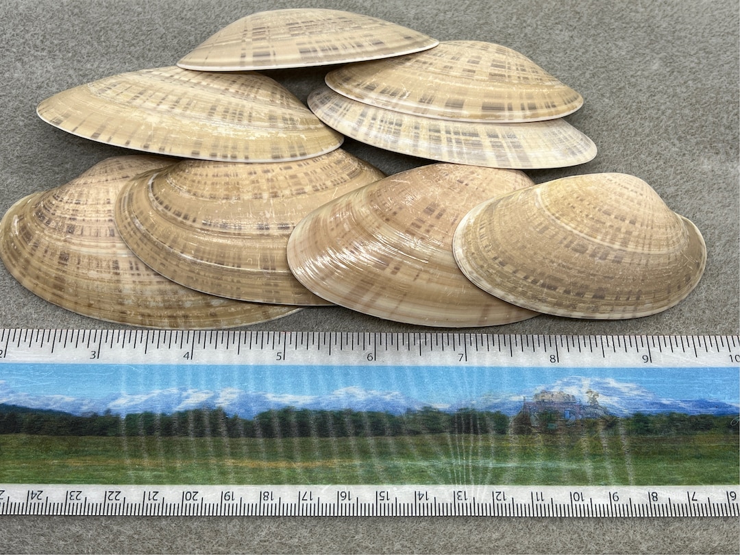 Handpicked Sunray Venus Shells: Sanibel & Marco Island Craft Shells - Etsy