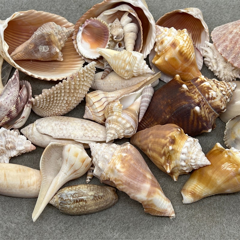 Assorted Seashells - Etsy