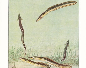 Freshwater fish art | Etsy