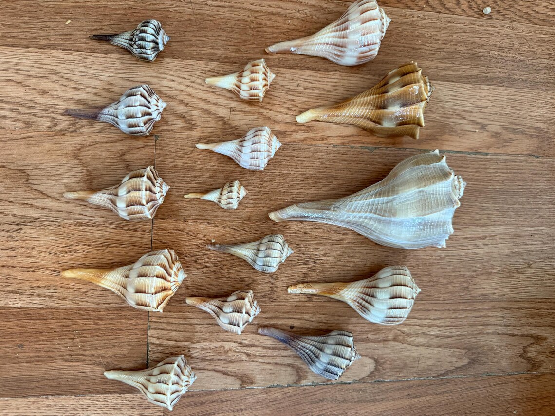 15 Various Sized Lightning Whelks - Etsy