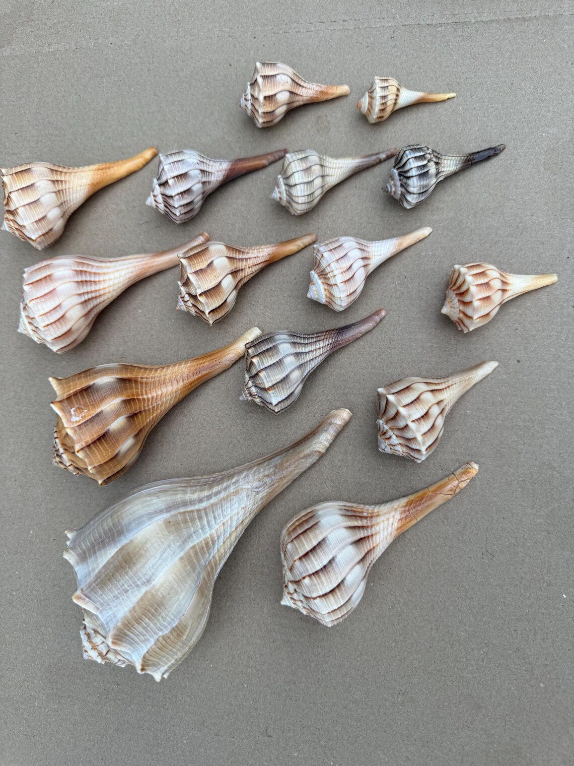 15 Various Sized Lightning Whelks - Etsy