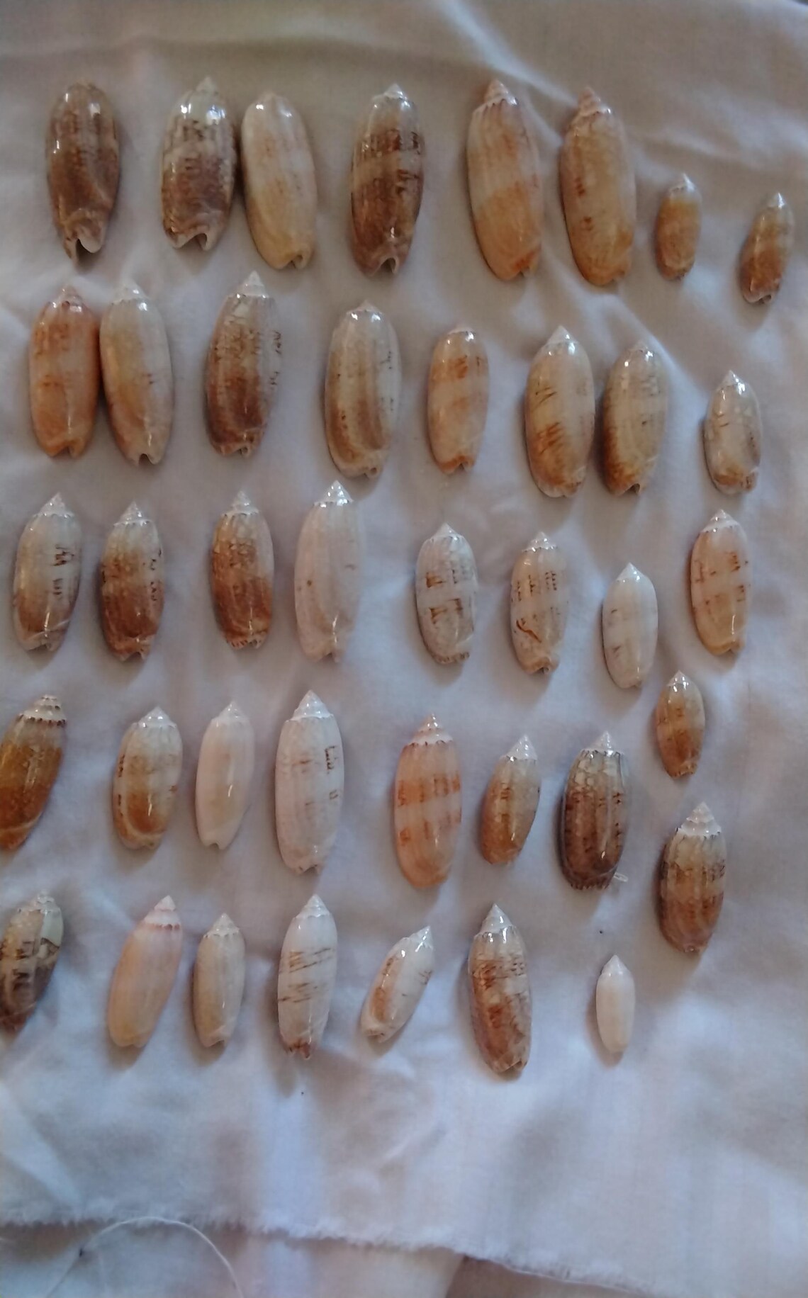 Various Sized Lettered Olive Shells From Florida's Gulf Coast Beaches ...