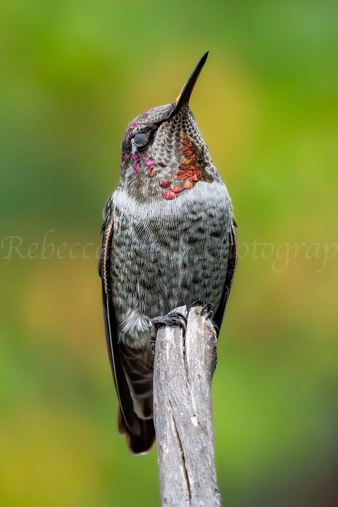 Wildlife Photo: Anna's Hummingbird - Etsy