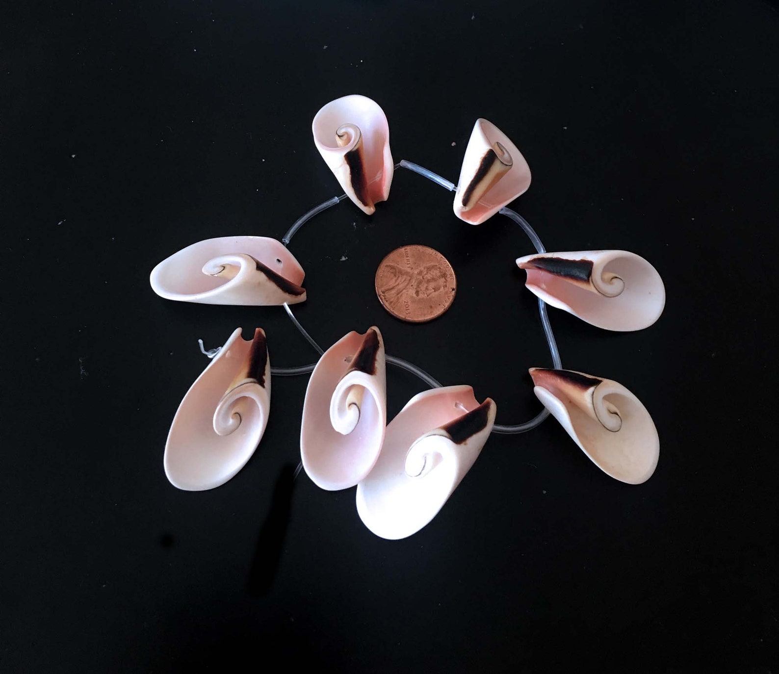 8 Natural Strombus Lily Cut Sea Shell Horn Seashells Beads 25-35mm ...