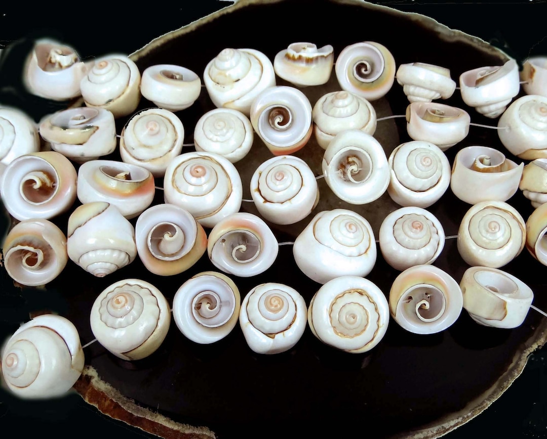 10 Shiva Eye Natural Spiral Pink Shell Beads15-21mm (e0154) - Etsy