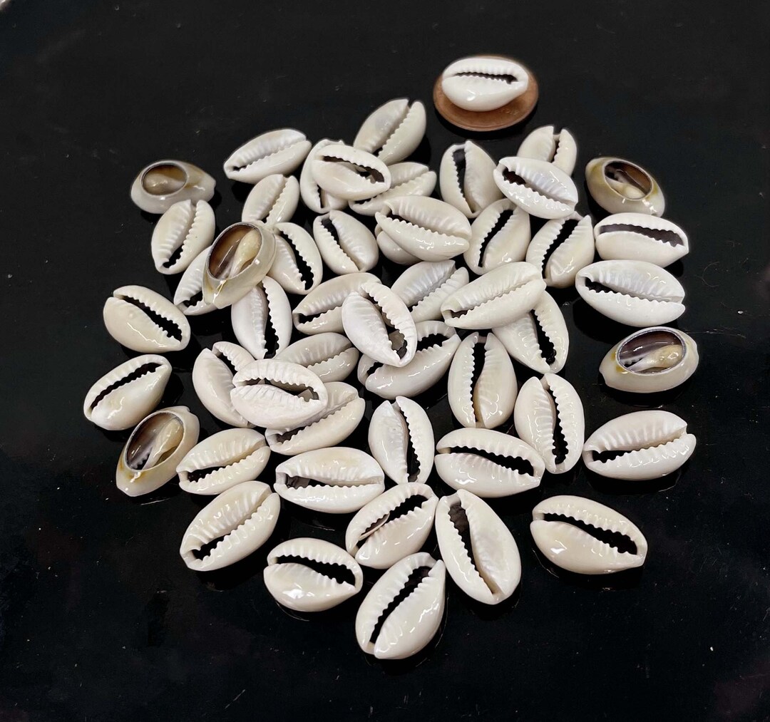 50 Natural Cowrie Shell Beads Back Cut Seashell - Bulk Sea Shell 12mm ...