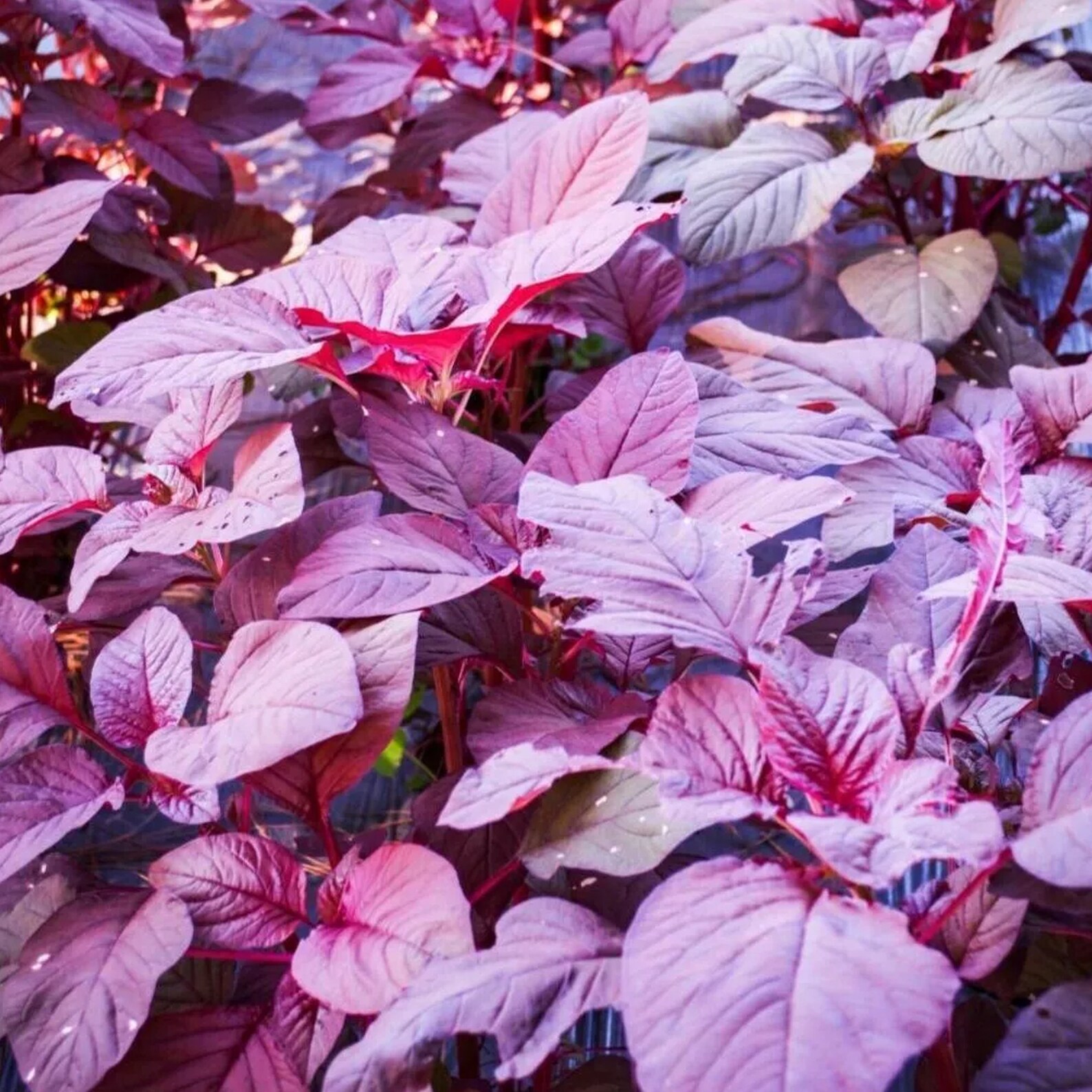 Set of 1000 Red Amaranth Seeds, Red Spinach Microgreens Garden Seeds ...