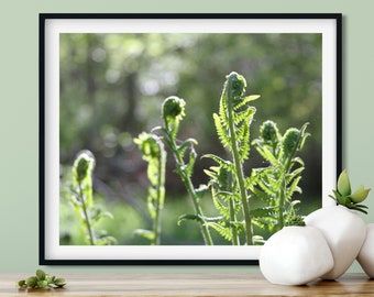 Fiddlehead fern | Etsy