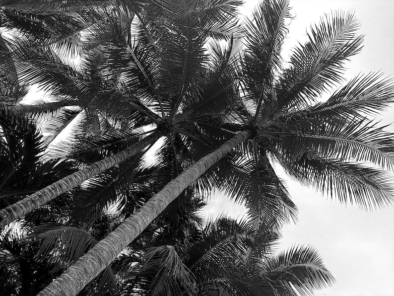 Black and White Palm Tree Print, Minimalist Coastal Wall Art, Modern ...