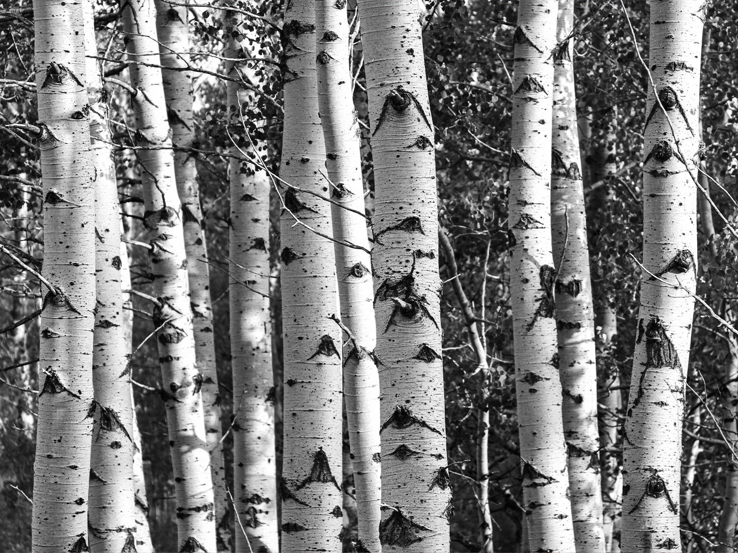 Birch Tree Printable Downloadable Files, Woodland Forest Nature ...