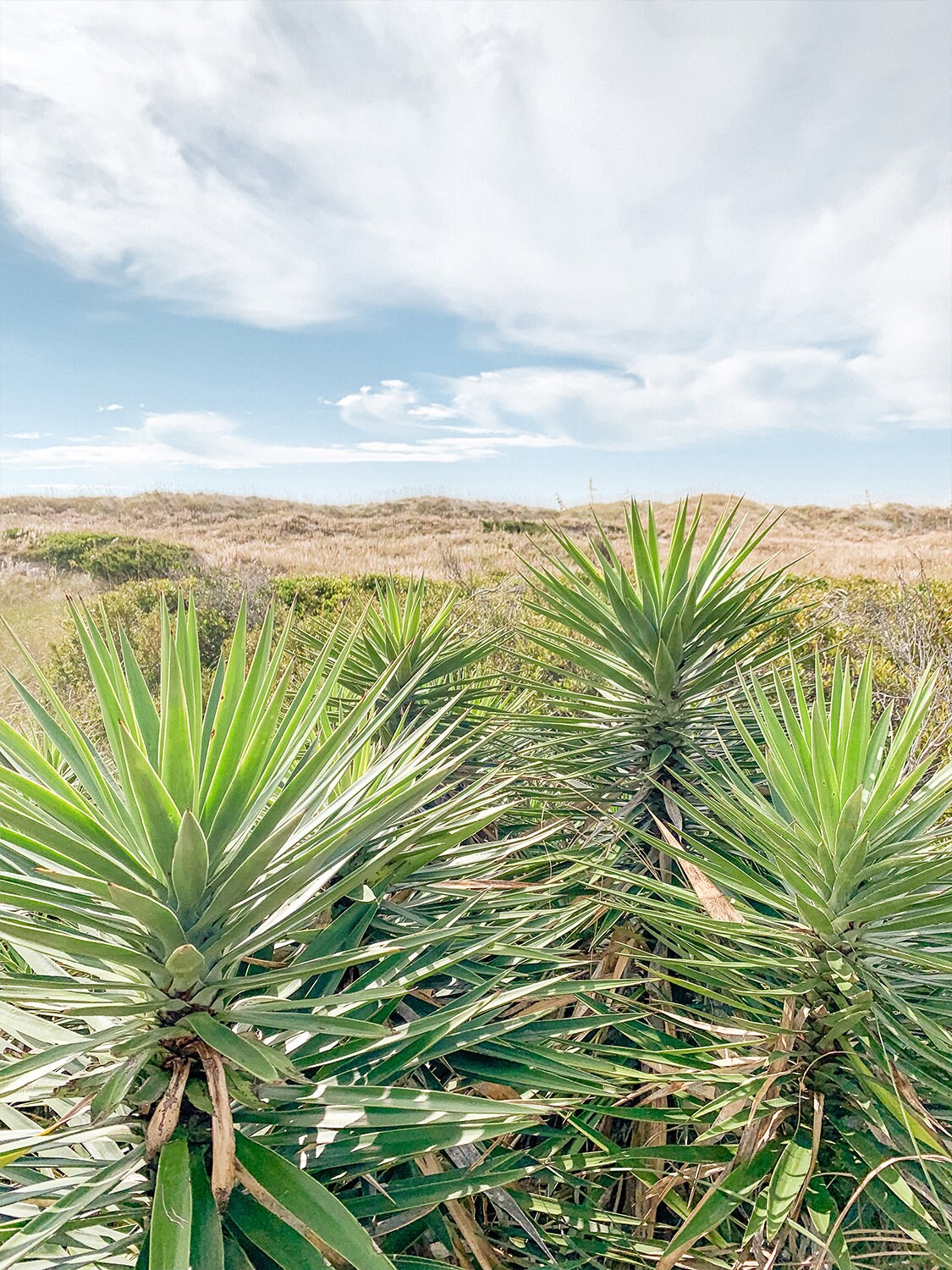 Yucca Plant Digital Print, Coastal Home Decor Printable Wall Artwork - Etsy