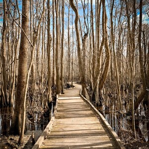 Forest Nature Printable Decor, Swamp Tree Instant Download Wall Art ...