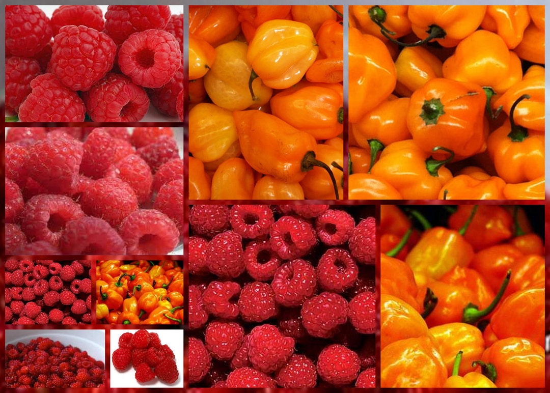 Raspberry Habanero Jam Hot Pepper Homemade - Etsy