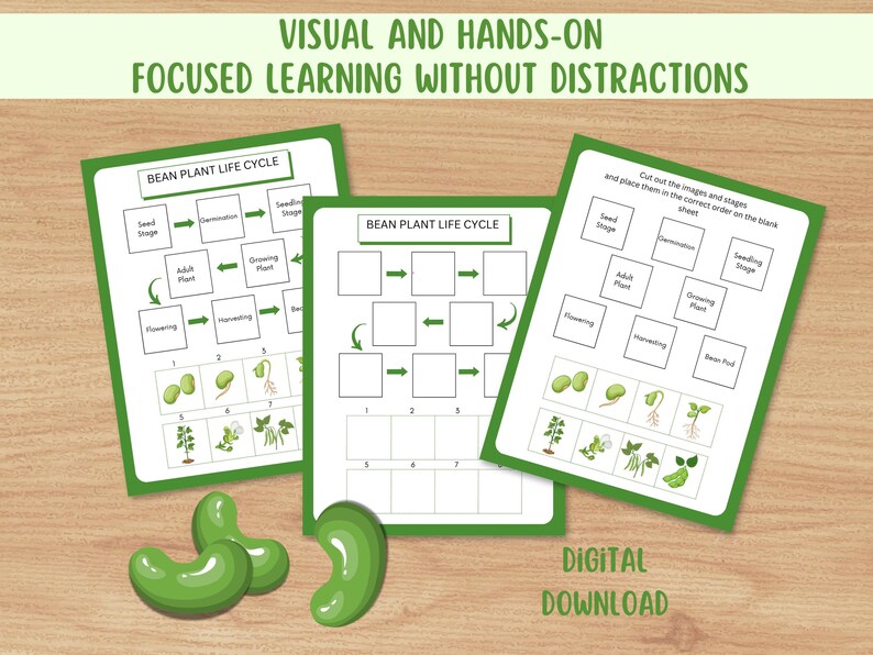 Bean Plant Life Cycle Printable, First Grade Science Activity ...