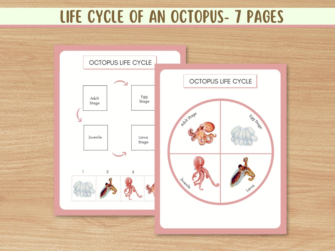Octopus Life Cycle Printable, Ocean Animal Science Worksheet ...