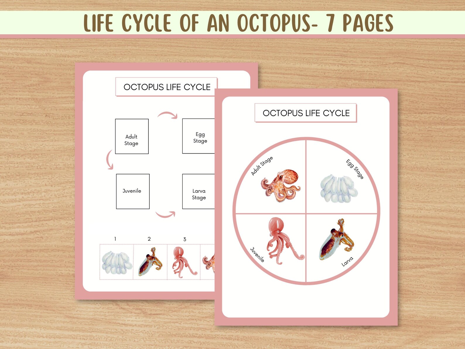 Octopus Life Cycle Printable, Ocean Animal Science Worksheet ...