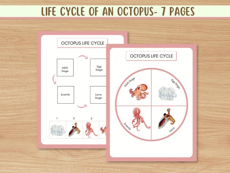 Octopus Life Cycle Printable, Ocean Animal Science Worksheet ...