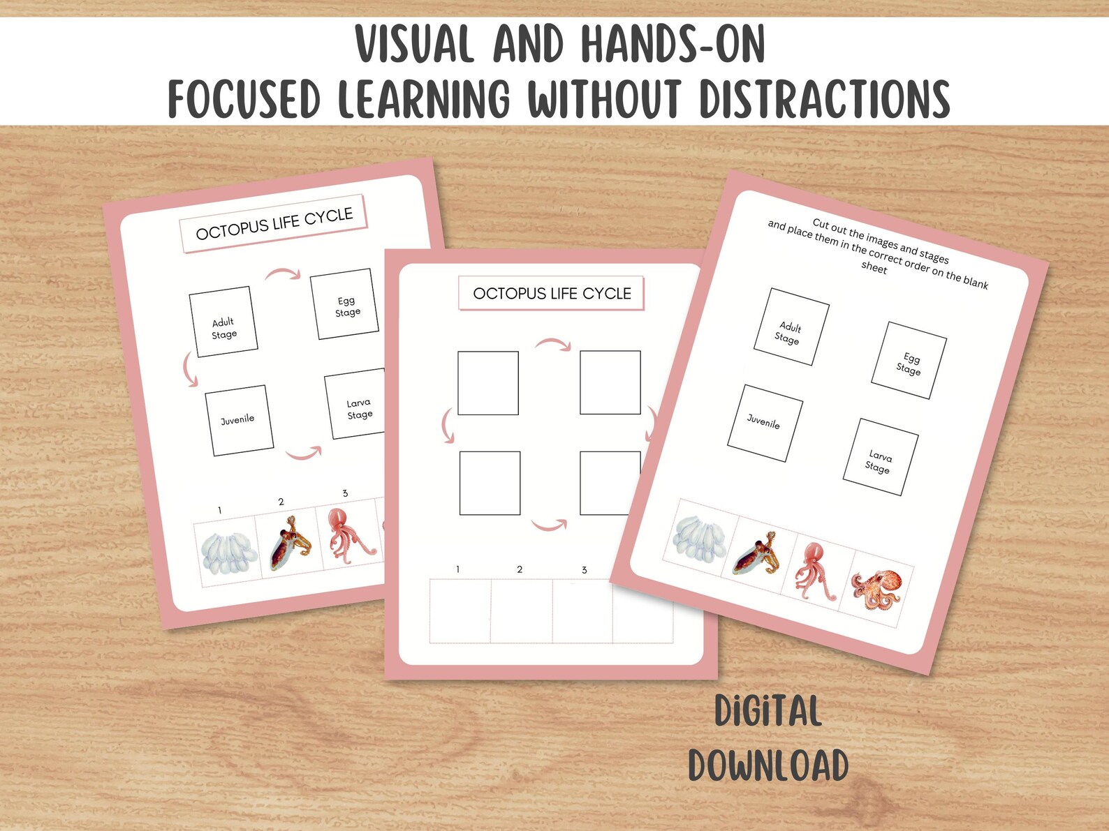 Octopus Life Cycle Printable, Ocean Animal Science Worksheet ...