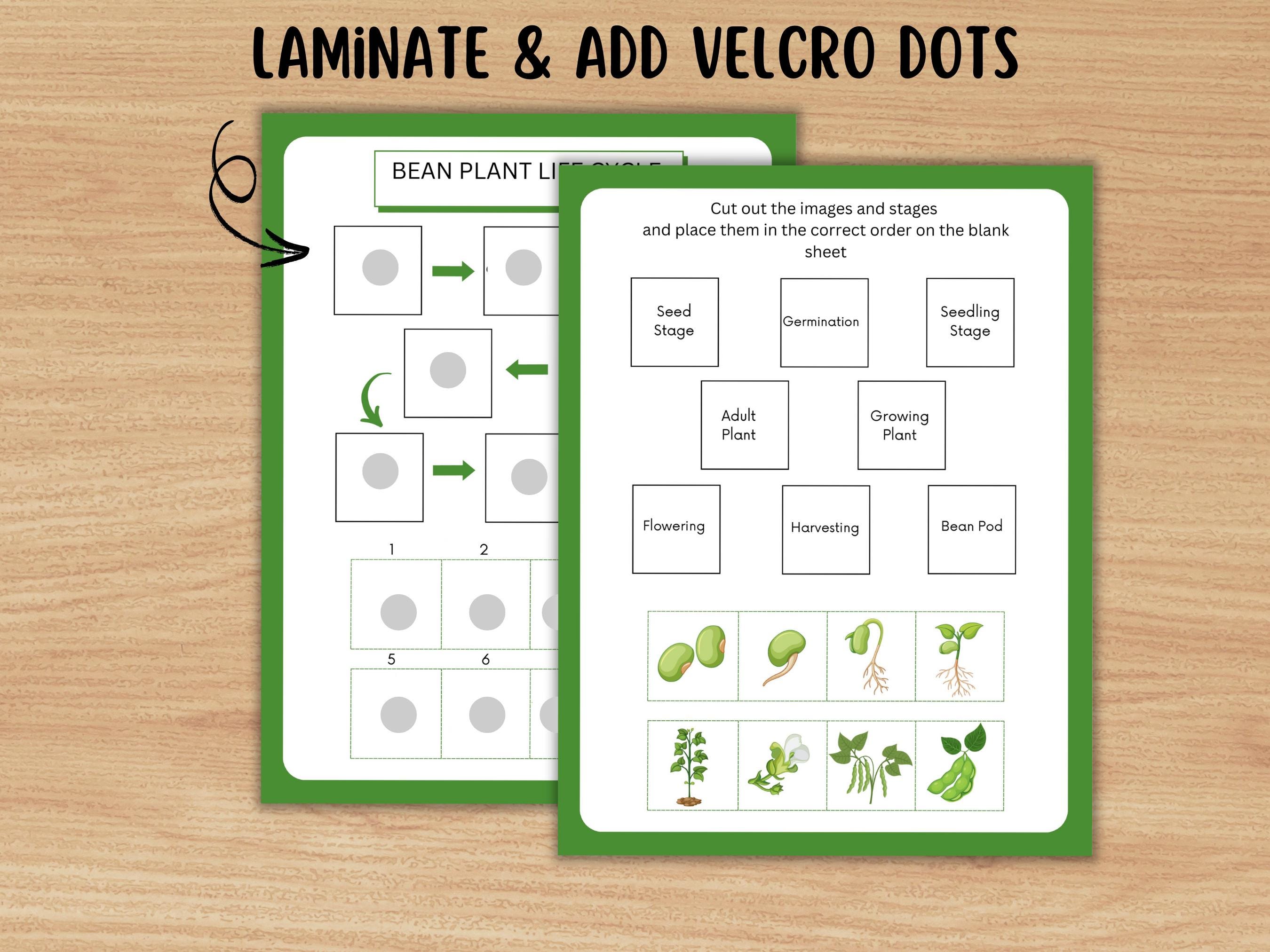 Bean Plant Life Cycle Printable, First Grade Science Activity ...