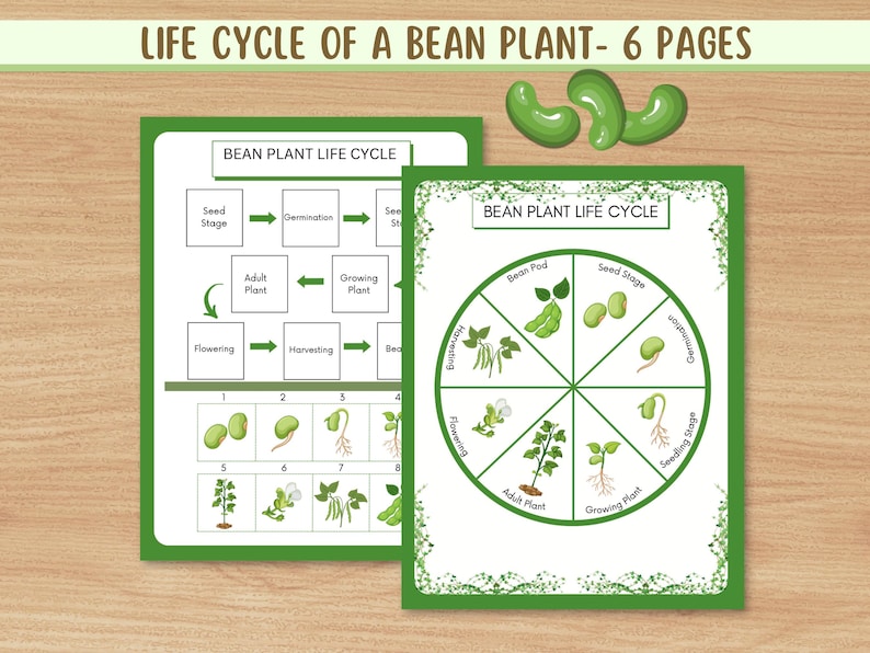 Bean Plant Life Cycle Printable, First Grade Science Activity ...