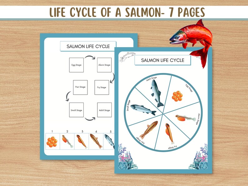 Salmon Life Cycle Printable, Ocean Animal Science Worksheet, Fish Life ...