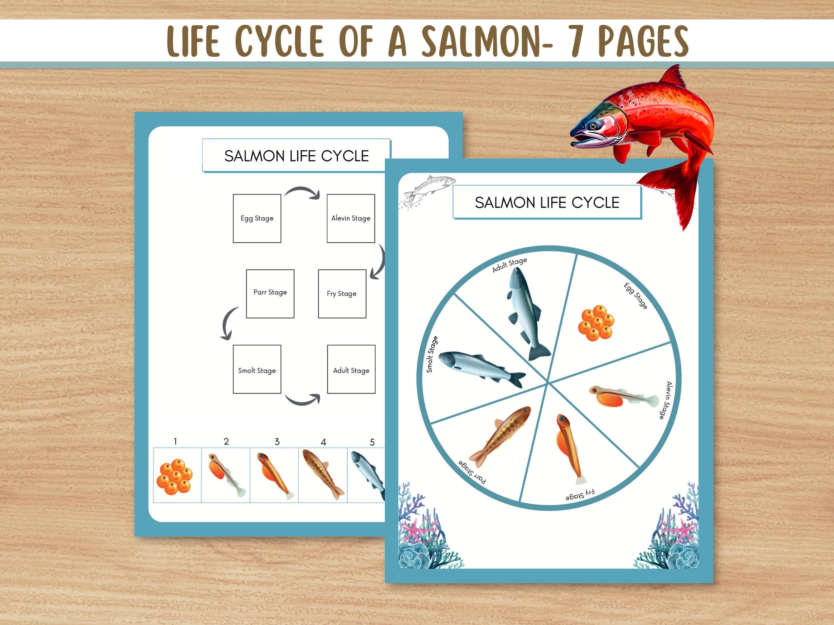 Salmon Life Cycle Printable, Ocean Animal Science Worksheet, Fish Life ...
