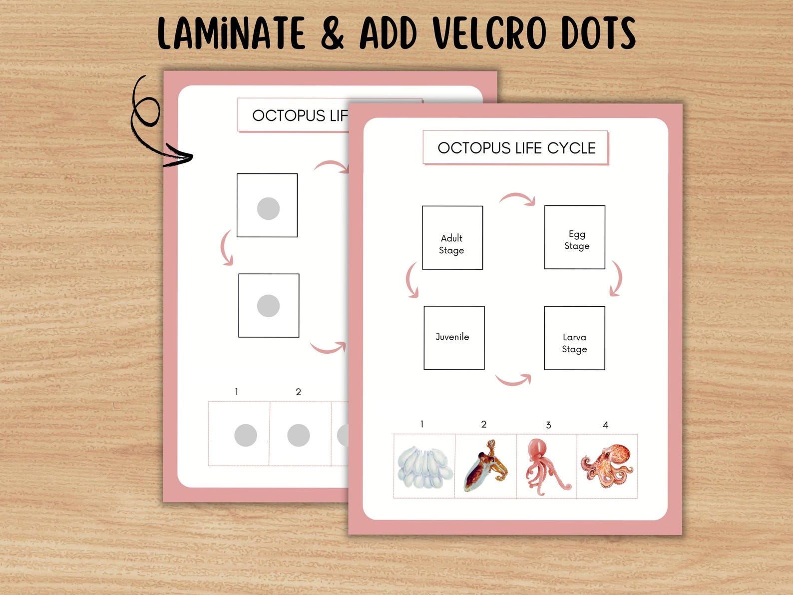 Octopus Life Cycle Printable, Ocean Animal Science Worksheet ...