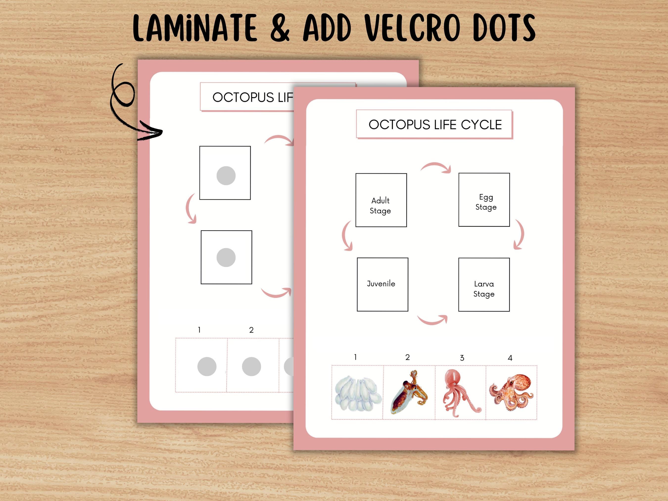 Octopus Life Cycle Printable, Ocean Animal Science Worksheet ...