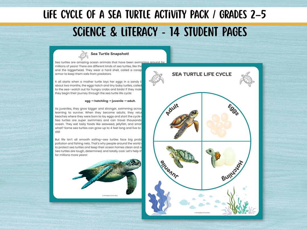 Sea Turtle Life Cycle Worksheets PDF | Ocean Animals Printable Science ...