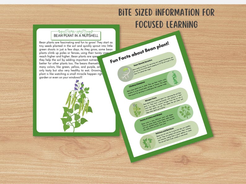 Bean Plant Life Cycle Printable, First Grade Science Activity ...