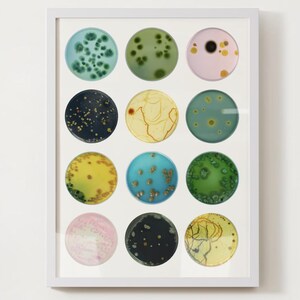 Artsy Petri Dish Poster - Bacteria Colonies | Science-inspired Wall Art ...