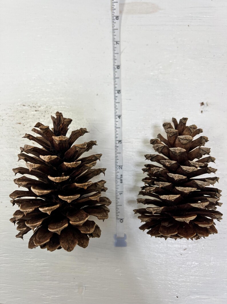 Set of 8 Pine Cones - Etsy