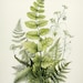 Printable Botanical Ferns Set of 4- Vintage Gallery Plant Wall Art ...