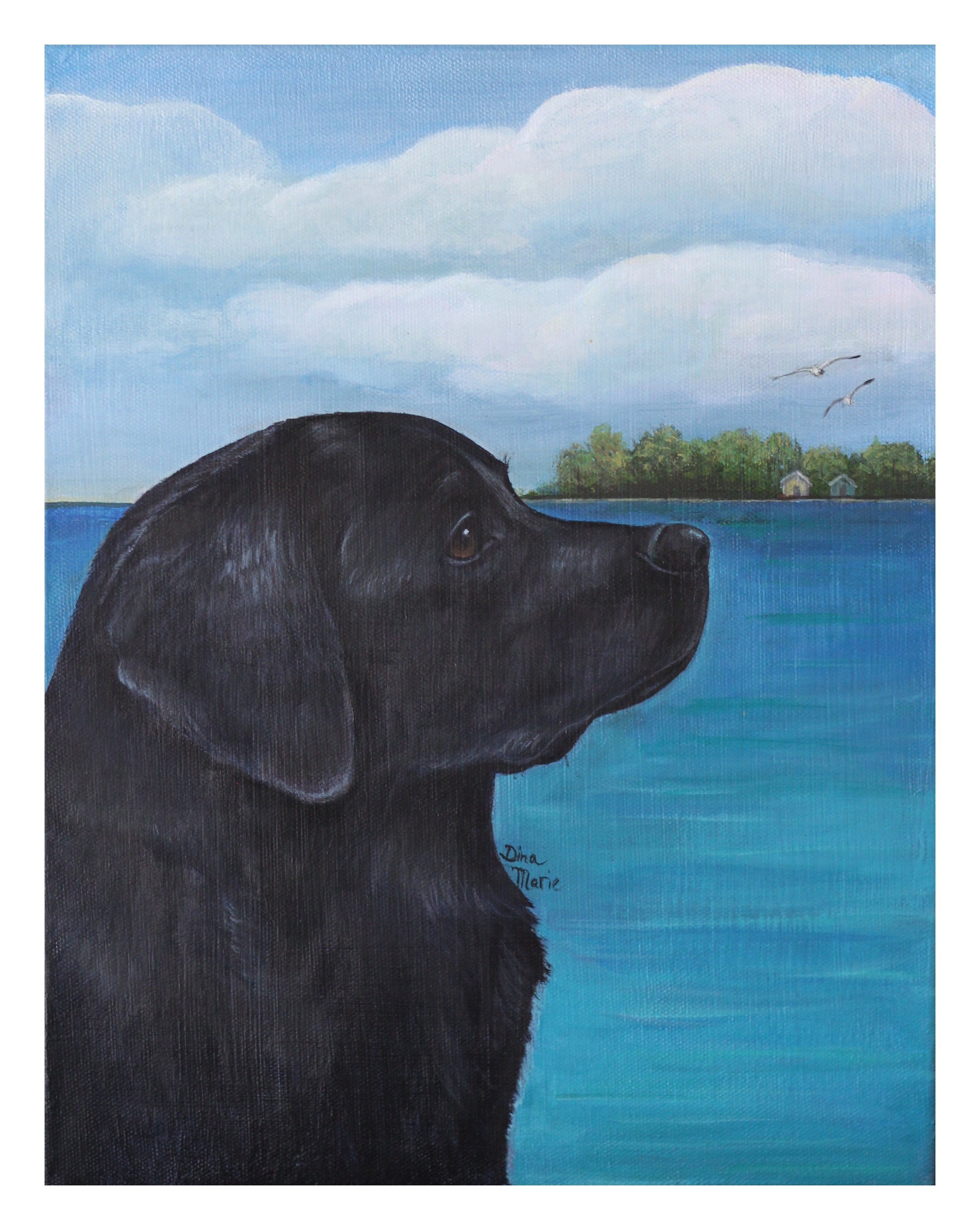 Where Do Labrador Birds Come From