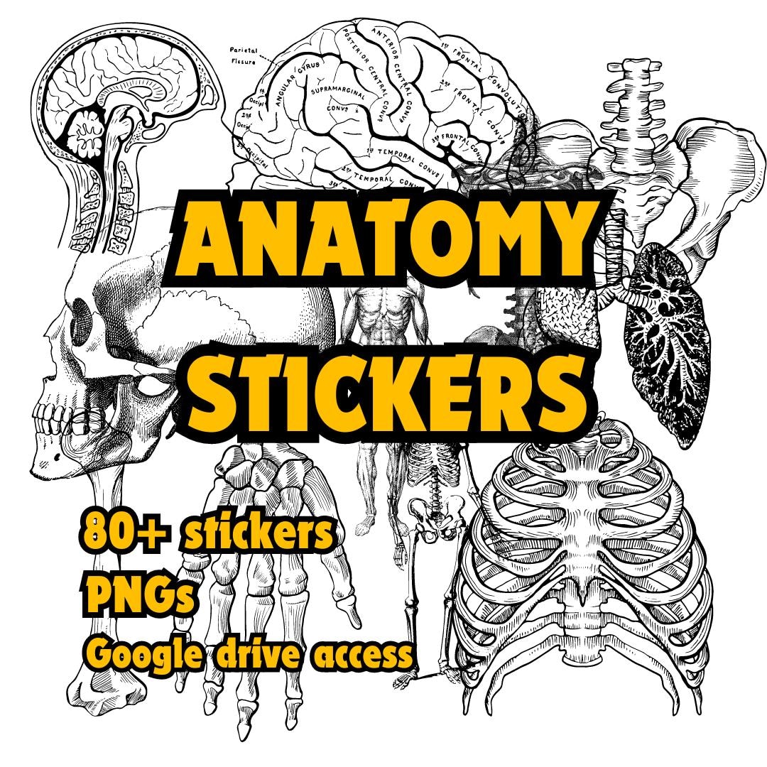 Human Anatomy PNG Stickers Digital Download Medical Study Stickers ...
