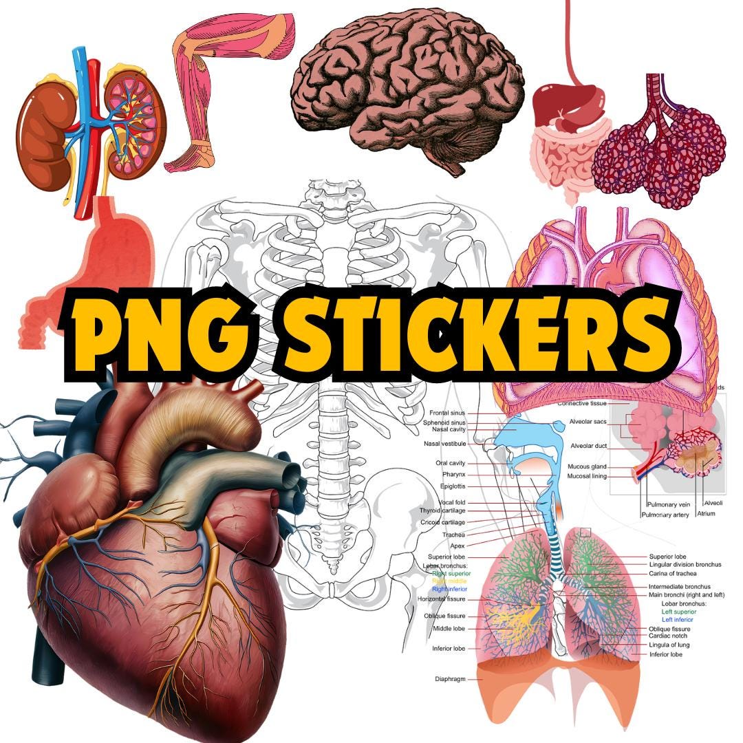 Human Anatomy PNG Stickers Digital Download Medical Study Stickers ...