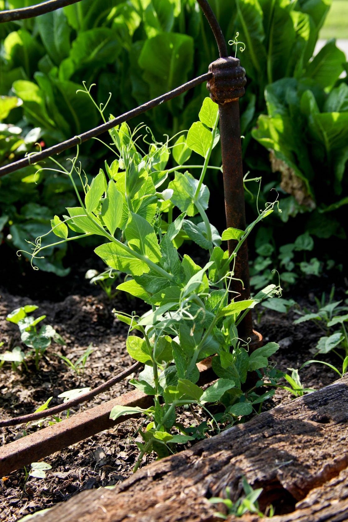 Super Snappy Snap Pea Seeds for Vegetable Garden Sugar Snap Super ...