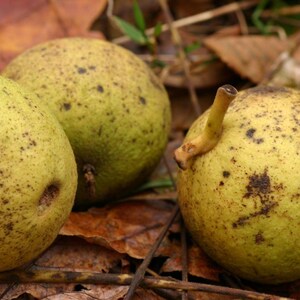 1 LB Black Walnut Tree Seeds – Fresh Harvested | Grow Nut Trees for ...