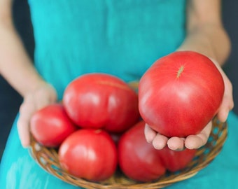 Bodacious Hybrid Tomato Seeds - Etsy