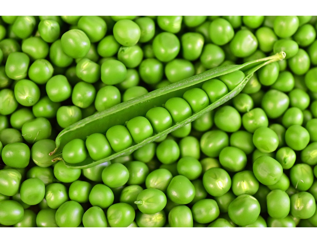Progress #9 Pea Seeds for Vegetable Garden - Etsy