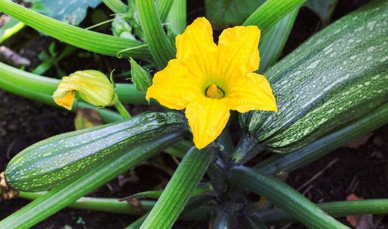 Summer Squash Fordhook Zucchini Seeds for Vegetable Garden 15 Seeds - Etsy