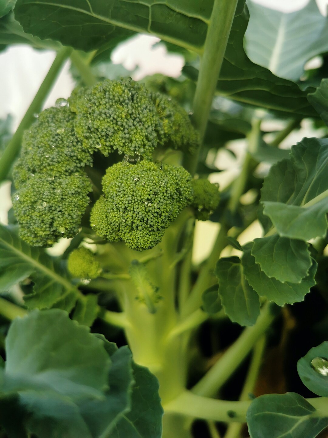 Broccoli Seeds Broccoli Sun Kind Hybrid Seeds for Vegetable Garden 50 ...
