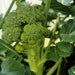 Broccoli Seeds Broccoli Sun Kind Hybrid Seeds for Vegetable Garden 50 ...